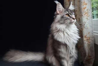 Les 18 races de chat les plus adorables (partie 1/2)