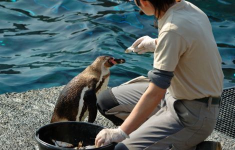 Etude pour devenir soigneur animalier