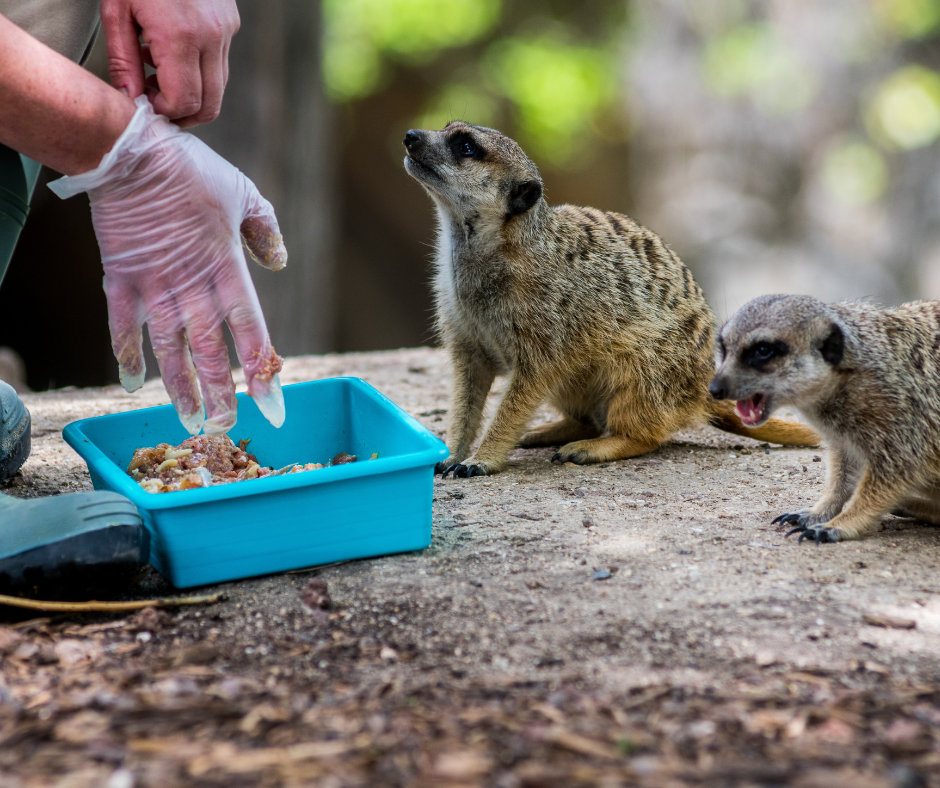 7 questions courantes sur le métier de soigneur animalier