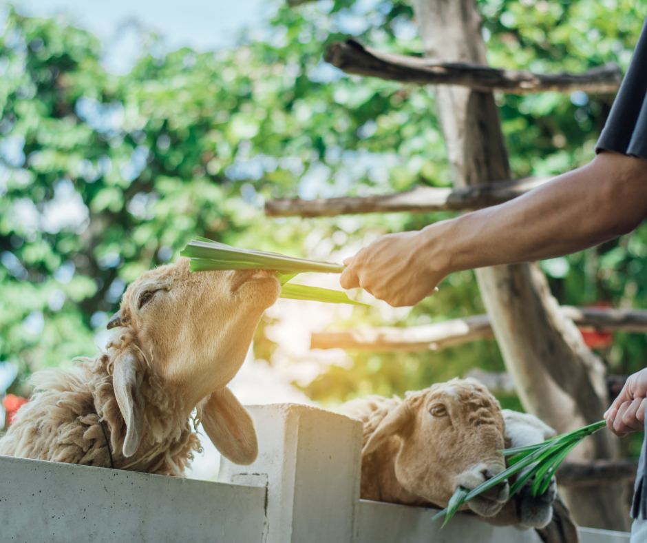 Soigneur animalier : où exercer le métier