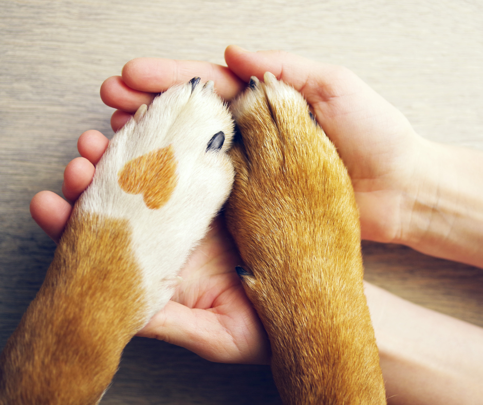 Bien-être animal : définition, principes, formation, métiers